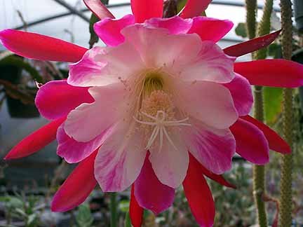 Epiphyllum 'Clown' | Epicactus 'Clown' | Hybrid Epiphyllum | Orchid ...