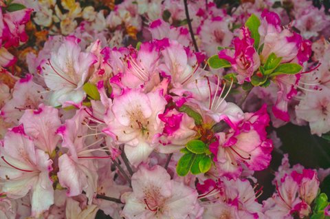 Jason Lee Azalea | Azalea 'Jason Lee' | plant lust