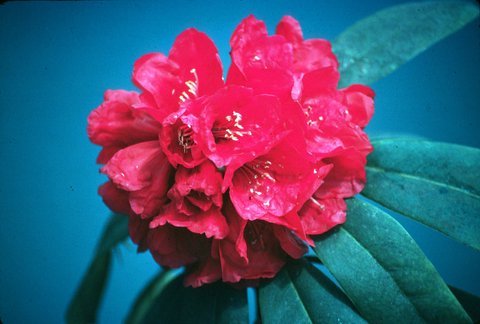 Rhododendron 'Francesca' | | plant lust