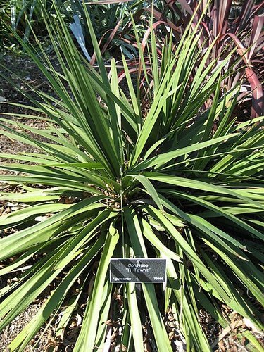 Cordyline australis 'Ti Tawhiti' | Cordyline australis 'Kirkii' | Dwarf ...