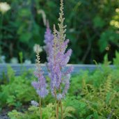 Astilbe rivularis var. myriantha | Astilbe myriantha | Myriantha ...