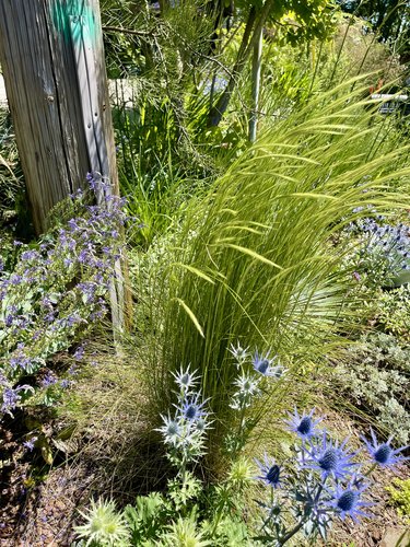 Stipa ichu | Peruvian Feather Grass | plant lust
