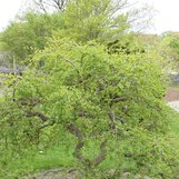 Styrax japonicus 'Carillon' | Carillon Japanese Snowbell | plant lust