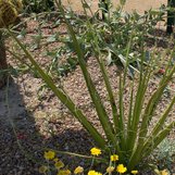 Hesperaloe funifera | Yucca funifera | Giant Hesperaloe | New Mexico ...