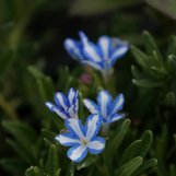 Lithodora diffusa 'White Star' | | plant lust