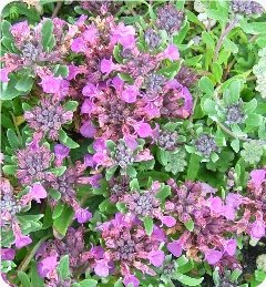 Teucrium 'Eugen' | Creeping Germander | plant lust