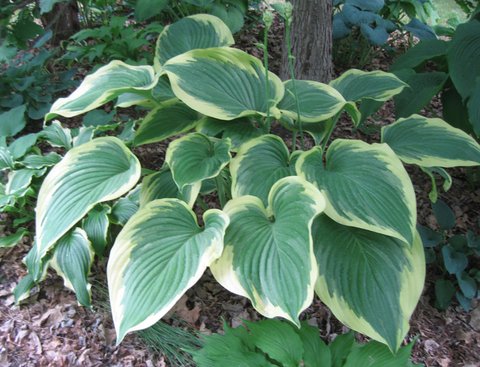 Hosta 'Victory' | Victory Funkia | Victory Plantain Lily | plant lust