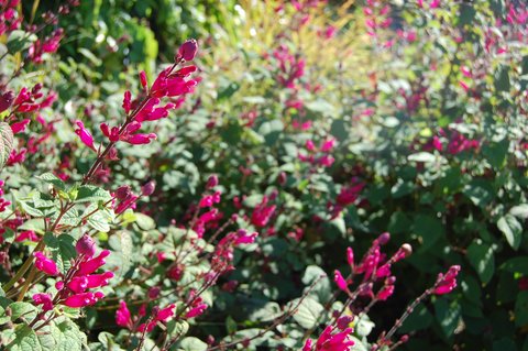 Salvia involucrata | Rosebud Salvia | Roseleaf Sage | plant lust
