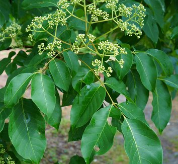 Tetradium from multiple nurseries on Plant Lust