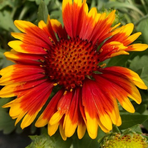 Gaillardia x grandiflora 'Kobold' | Gaillardia grandiflora 'Goblin ...