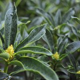 Rhododendron 'The Honourable Jean Marie de Montague' | Rhododendron ...
