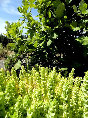 Moluccella laevis | Molucella laevis | Bells of Ireland | plant lust