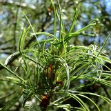 Pinus strobus 'Torulosa' | Pinus strobus 'Contorta' | Contorted Eastern ...