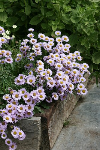 Erigeron 'WR' | Erigeron 'Wayne Roderick' | Erigeron glaucus 'Wayne ...