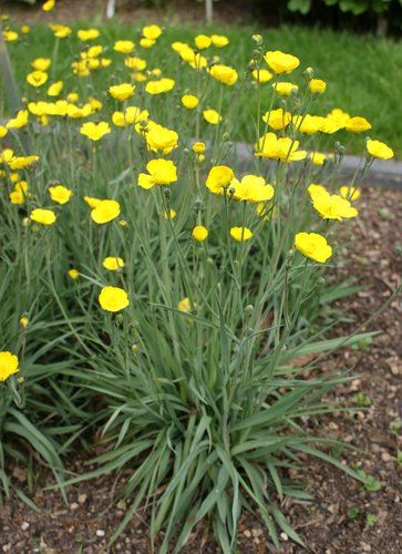 Ranunculus gramineus | plant lust