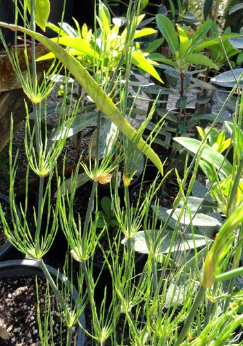 Elegia capensis | Broom Reed | Horsetail Restio | plant lust