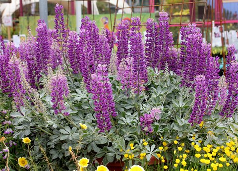Lupinus sericatus | Cobb Mountain Lupine | plant lust