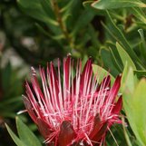 Protea repens [red] | Protea repens 'Red' | Red Sugarbush | plant lust