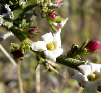 Menodora from multiple nurseries on Plant Lust