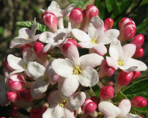 Viburnum x burkwoodii 'Mohawk' | Viburnum burkwoodii 'Mohawk' | Mohawk ...