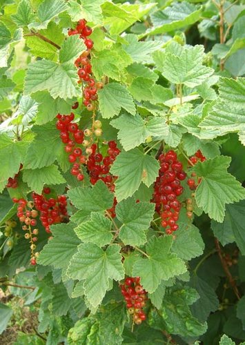 Rovada Red Currant | Ribes 'Rovada' | Ribes sativum 'Rovada' | plant lust