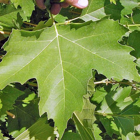 Platanus x hispanica 'Bloodgood' | Platanus acerifolia 'Bloodgood ...