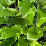 Hosta 'Royal Crest' | plant lust