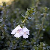 Prostanthera cuneata | Alpine Bush Mint | Australian Mint Bush | plant lust