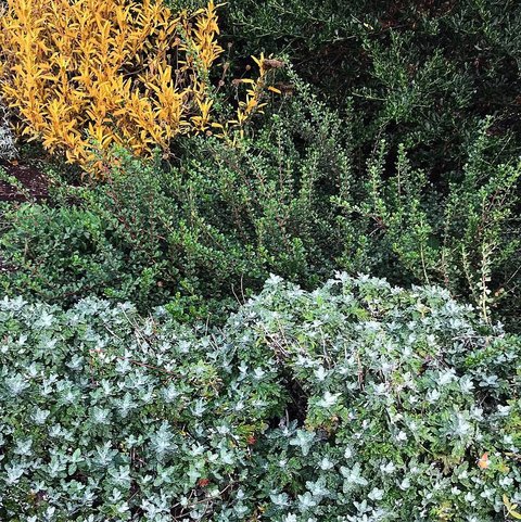 Ceanothus maritimus 'Frosty Dawn' | Maritime Ceanothus | plant lust