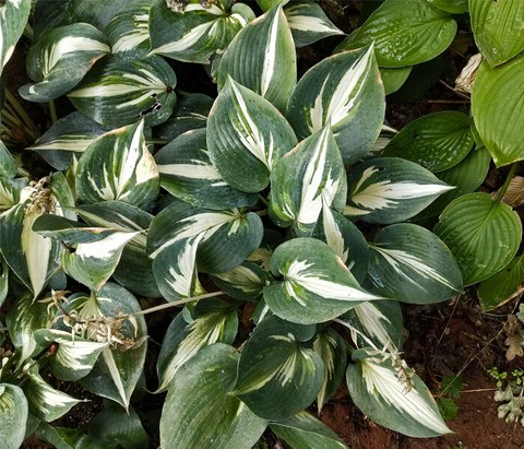 Hosta 'Ivory Queen' | Ivory Queen Plantain Lily | plant lust