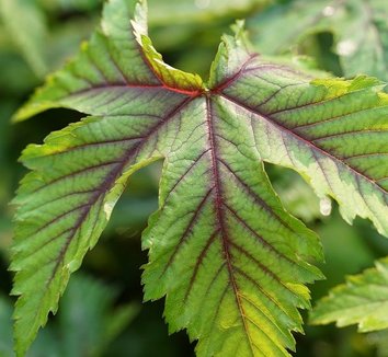 Filipendula from multiple nurseries on Plant Lust