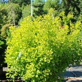 Ginkgo biloba 'Chi Chi' | Ginkgo 'Tschi Tschi' | Chi Chi Ginkgo | Chi ...
