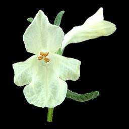 Stachys nivea | Betonica nivea | Stachys discolor | plant lust