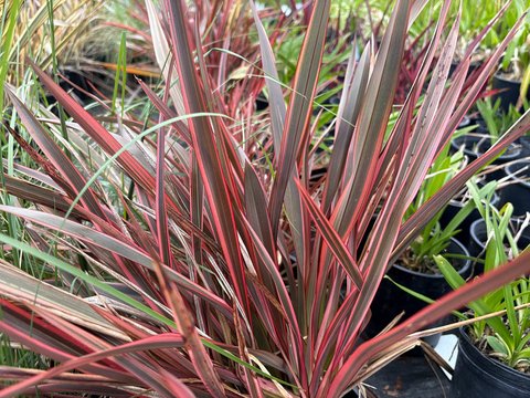 Phormium 'Rainbow Chief' | Rainbow Chief New Zealand Flax | plant lust
