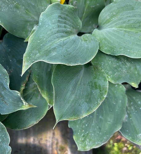 Hosta 'Titanium' | | plant lust