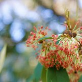 Sycopsis sinensis | Chinese Fighazel | Witch Hazel | plant lust