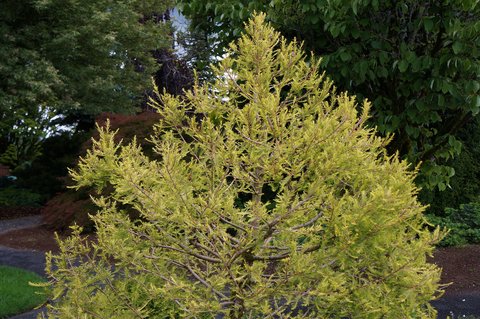Taxodium distichum 'Peve Yellow' | Peve Yellow Bald Cypress | plant lust