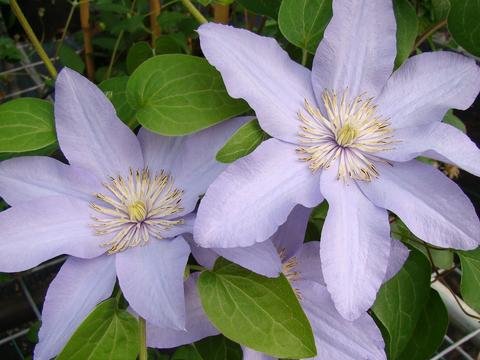 Clematis 'Silver Moon' | plant lust