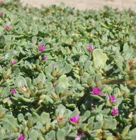 Sesuvium verrucosum | Verrucose Sea-purslane | Western Sea-Purslane ...