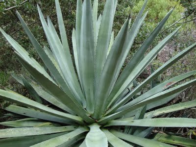 Agave angustifolia | Agave angustifolia var. pacifica | Agave pacifica ...