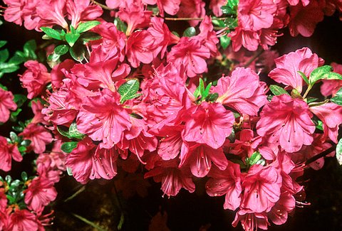 Caroline Gable Azalea | Azalea 'Caroline Gable' | plant lust