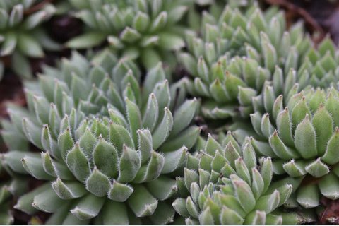 Sempervivum 'Rococo' | Houseleek | plant lust