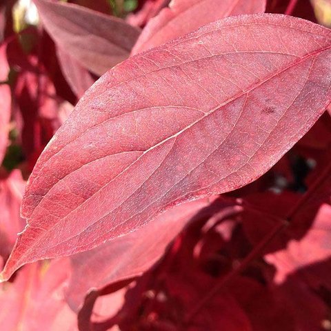 Cornus alba Red Gnome™ | Cornus alba 'Red Gnome' | Red Gnome Dwarf Red ...