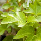 x Fatshedera lizei 'Variegata' | Fatshedera x lizei 'Variegata ...