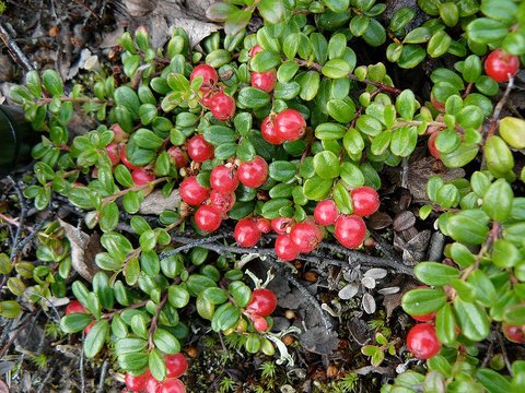 Vaccinium vitis-idaea ssp. minus | Vaccinium vitis-idaea var. minus ...