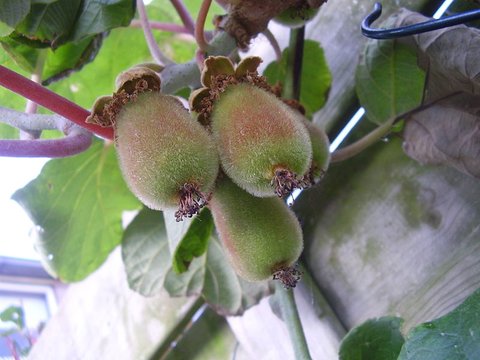 Fuzzy Kiwi | plant lust