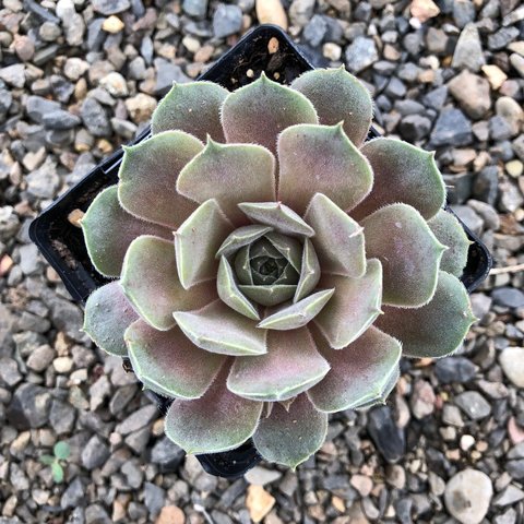 Sempervivum 'Thunder' | | plant lust