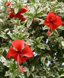 Hibiscus rosa-sinensis 'Snow Queen' | Snow Queen Variegated Hibiscus ...