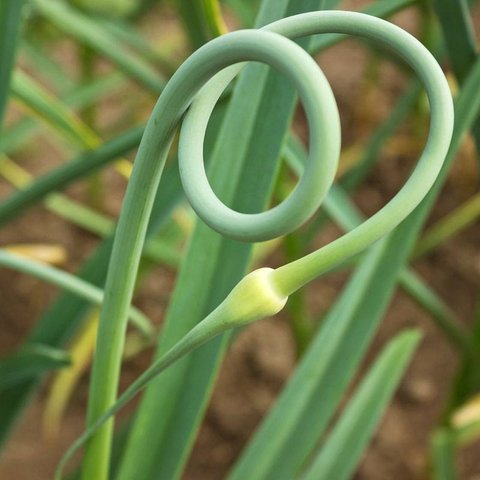 Organic Killarney Red Hardneck Garlic | Allium sativum var ...