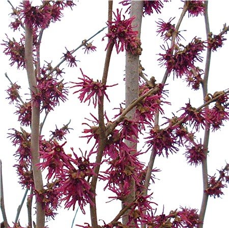 Hamamelis vernalis 'Amethyst' | Hamamelis intermedia 'Amethyst Purple ...